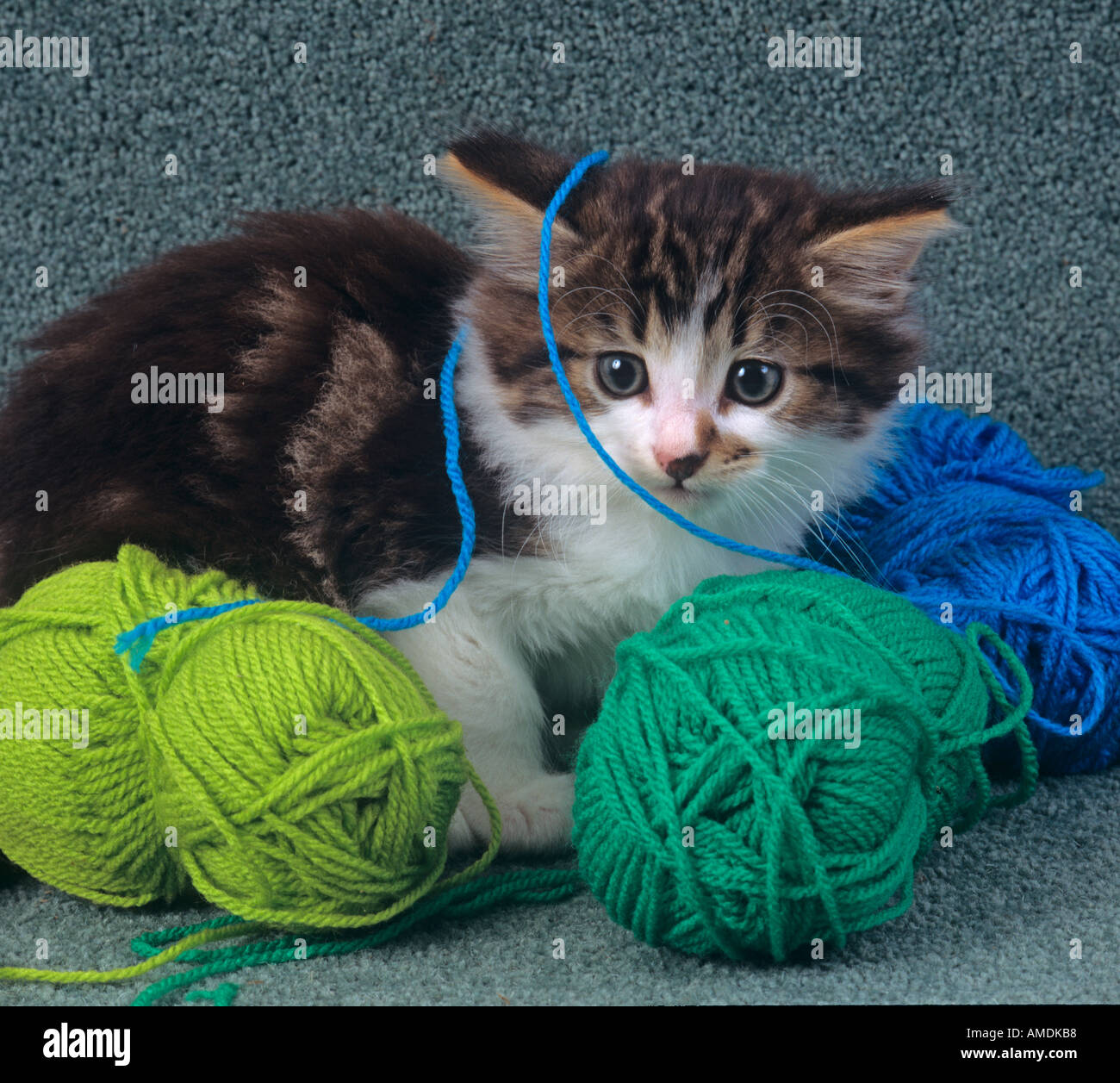 Play with wool hi-res stock photography and images - Alamy