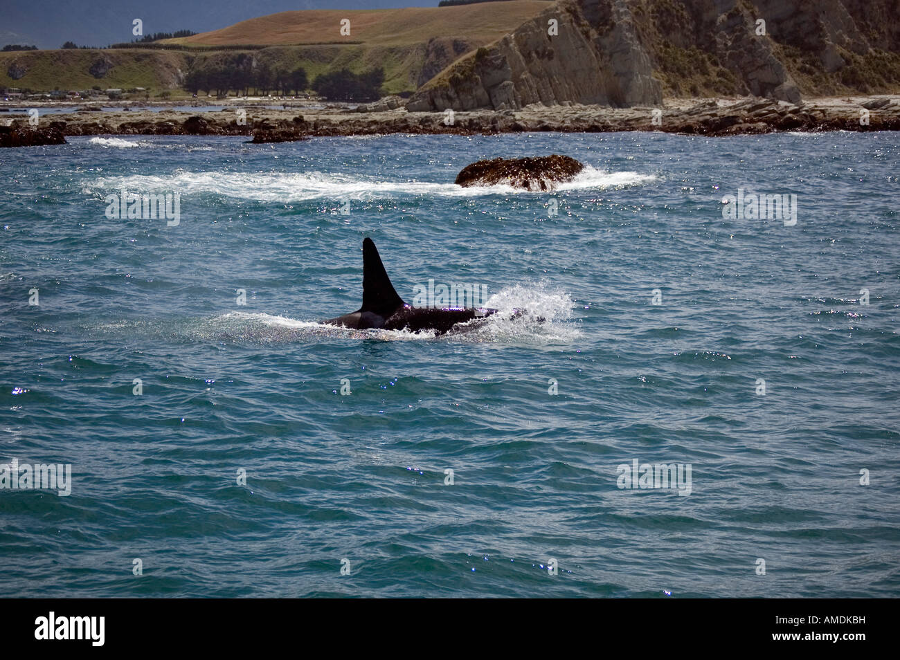 Killer whale (Orca Orcinus) orca Kaikoura New Zealand Stock Photo - Alamy