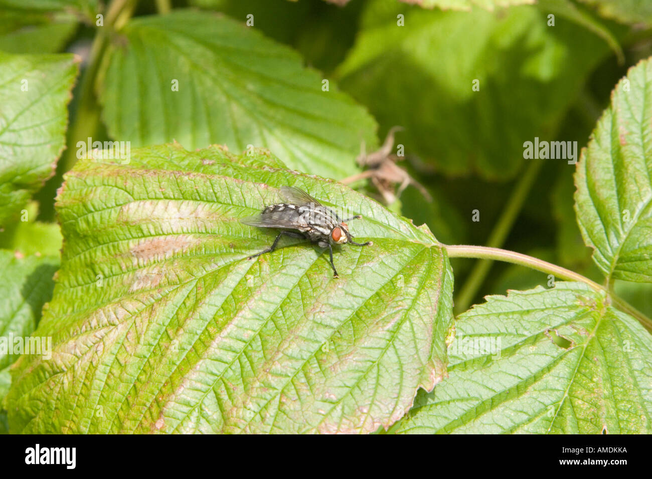 Nasty fly on raspberry plant leaf Stock Photo - Alamy