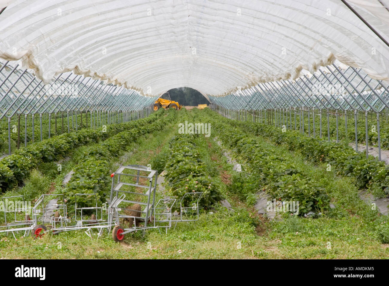 Pick your own strawberries inside a polythene tunnel with automatic ...
