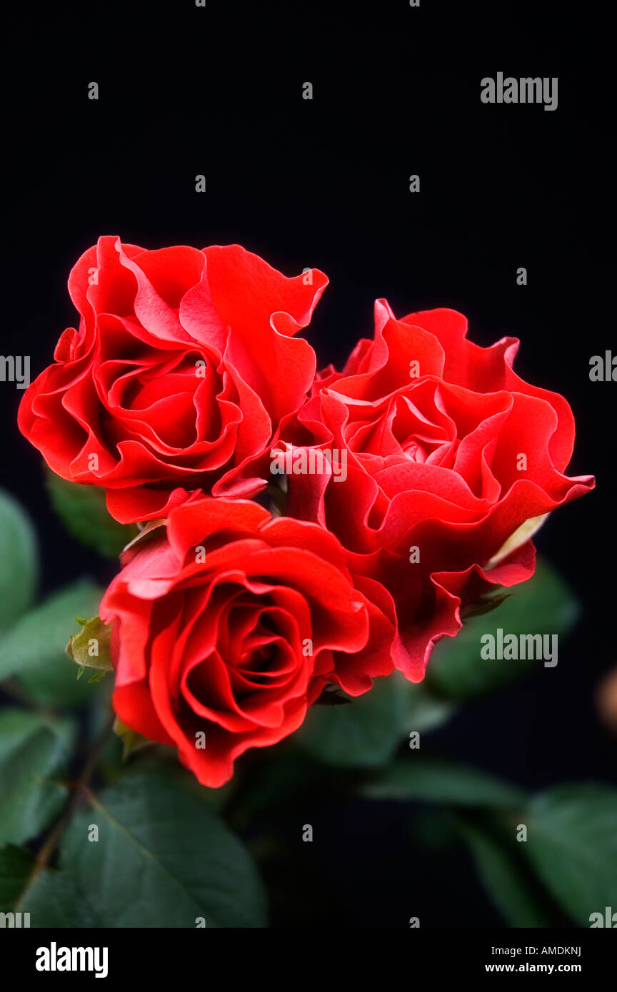 Three red roses on a black background Stock Photo - Alamy