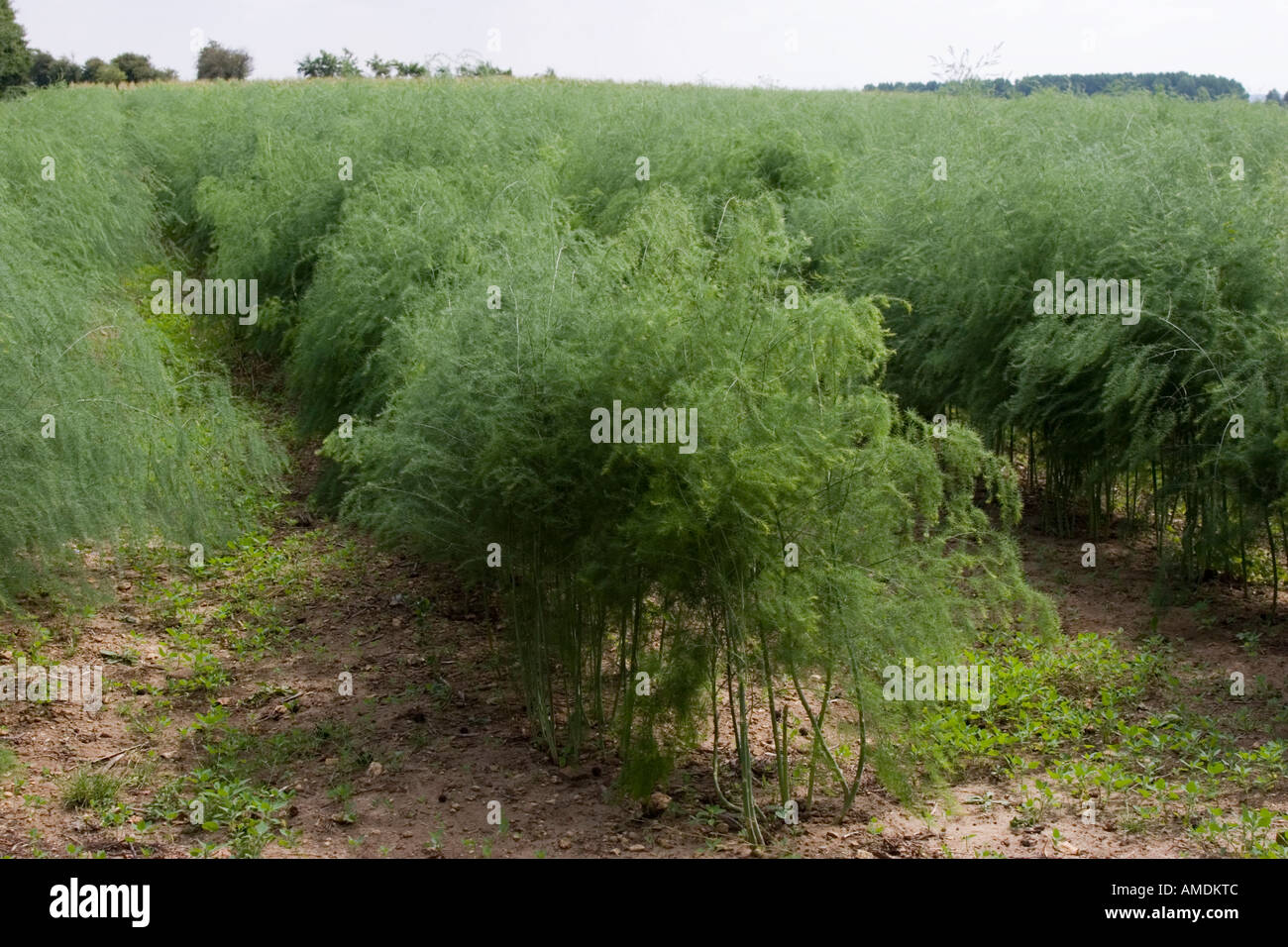 Fruit and vegetables at pick your own PYO farm Stock Photo - Alamy