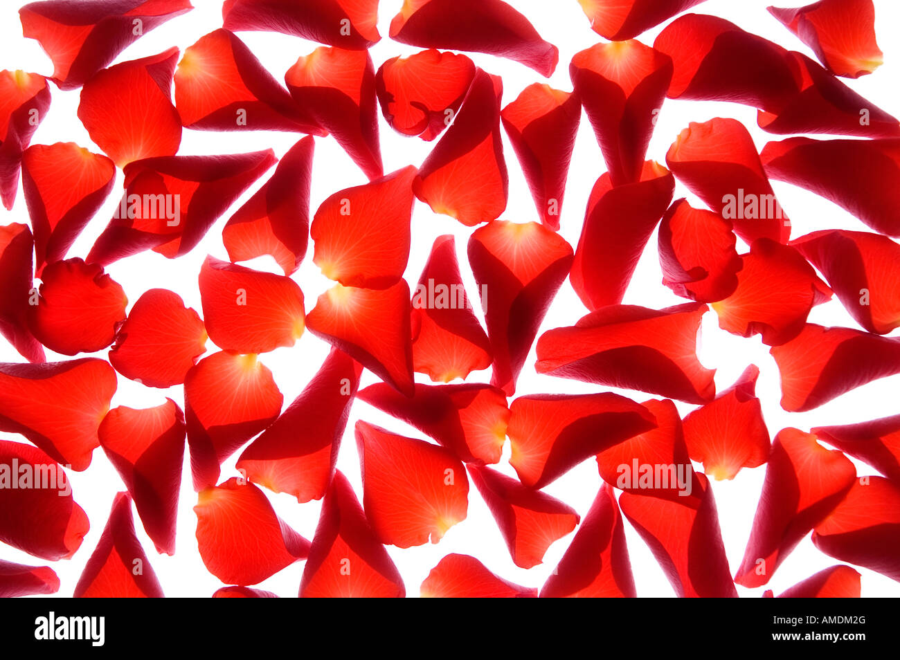 Red rose petals backlit Stock Photo - Alamy
