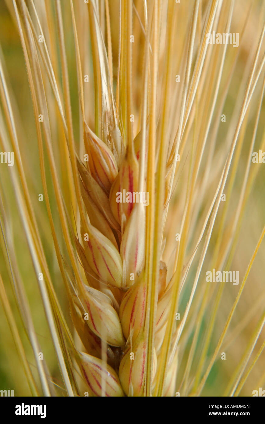 corn crop ripening on field spike ear of barley close up Stock Photo ...