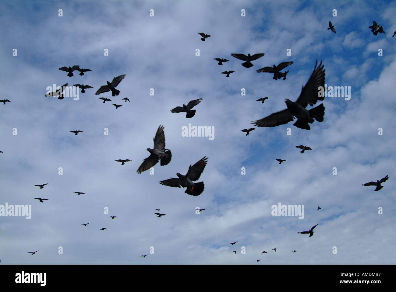 Flock of pigeons flying Stock Photo - Alamy