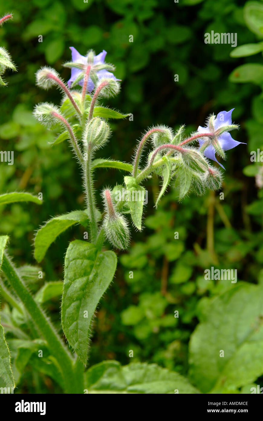 Borage Borago officinalis in flower Stock Photo - Alamy