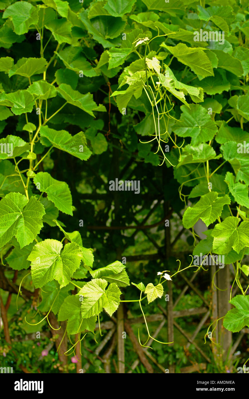 Grape vine hanging from fence in garden Stock Photo - Alamy