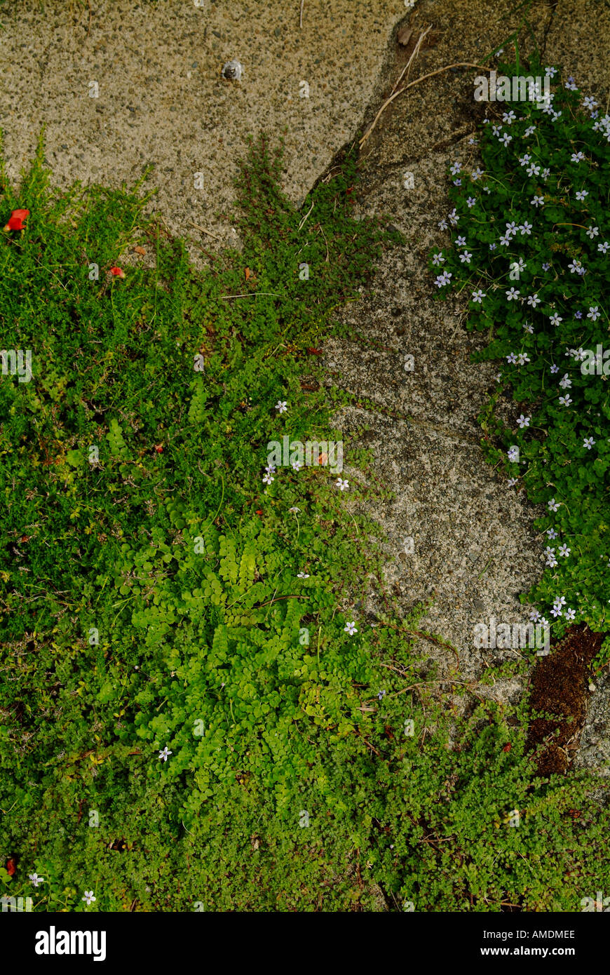 Ground cover in a garden sprawling over stone path Stock Photo - Alamy
