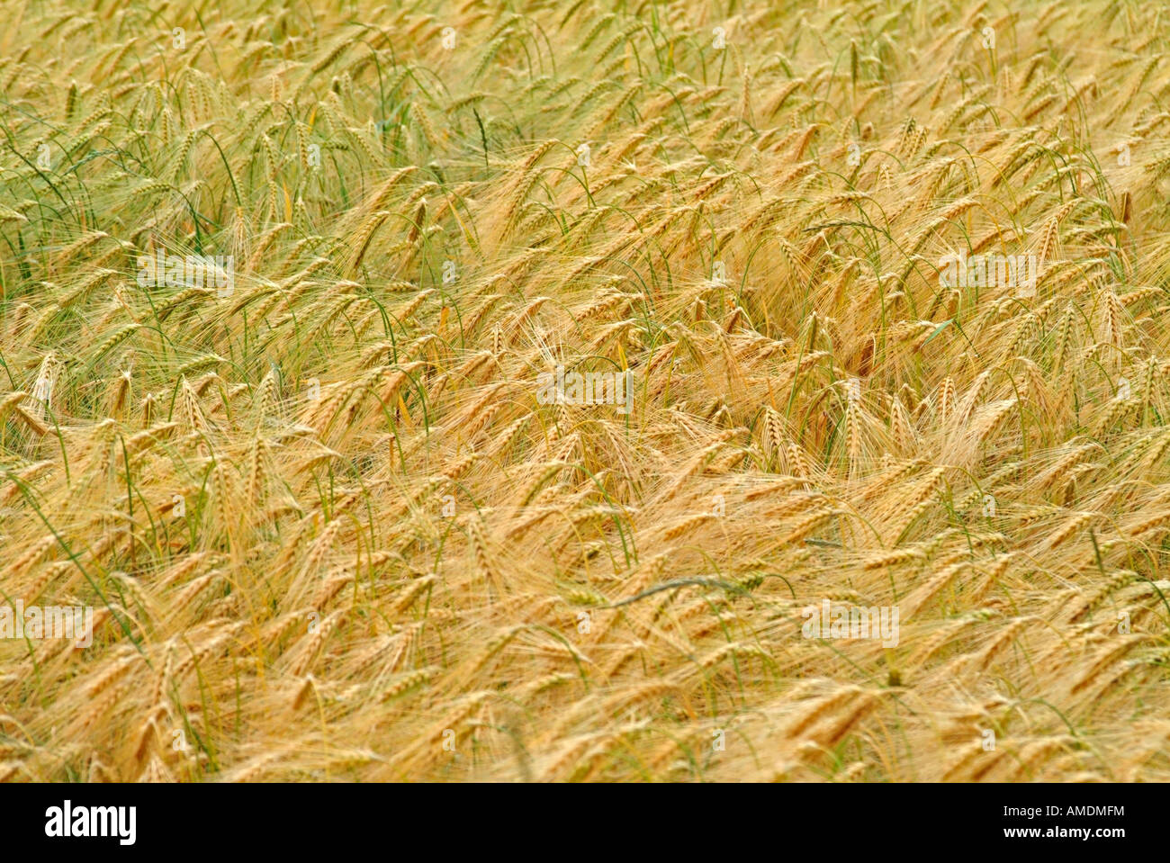 Spike of corn hi-res stock photography and images - Alamy
