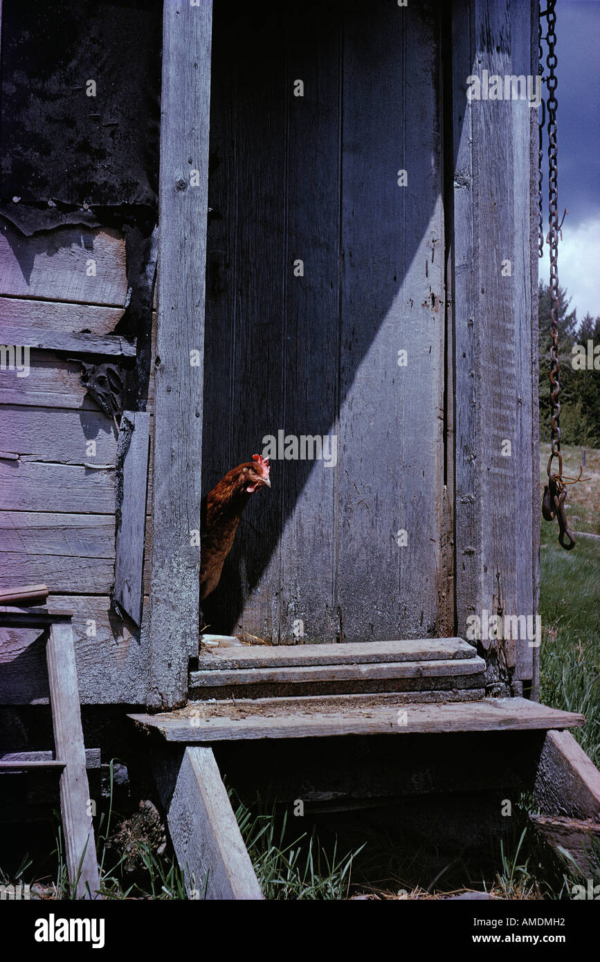 Chicken in Roost Stock Photo - Alamy