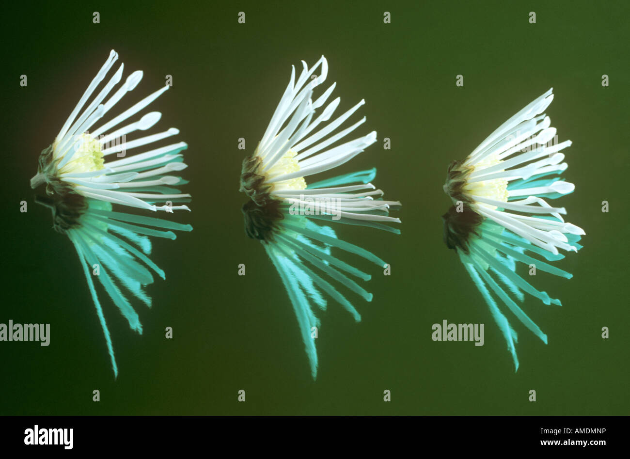 Three identical flower hi-res stock photography and images - Alamy