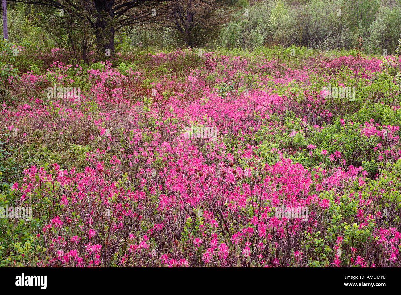 Wild Rhododendron Gorham's Bluff, New Brunswick Canada Stock Photo - Alamy