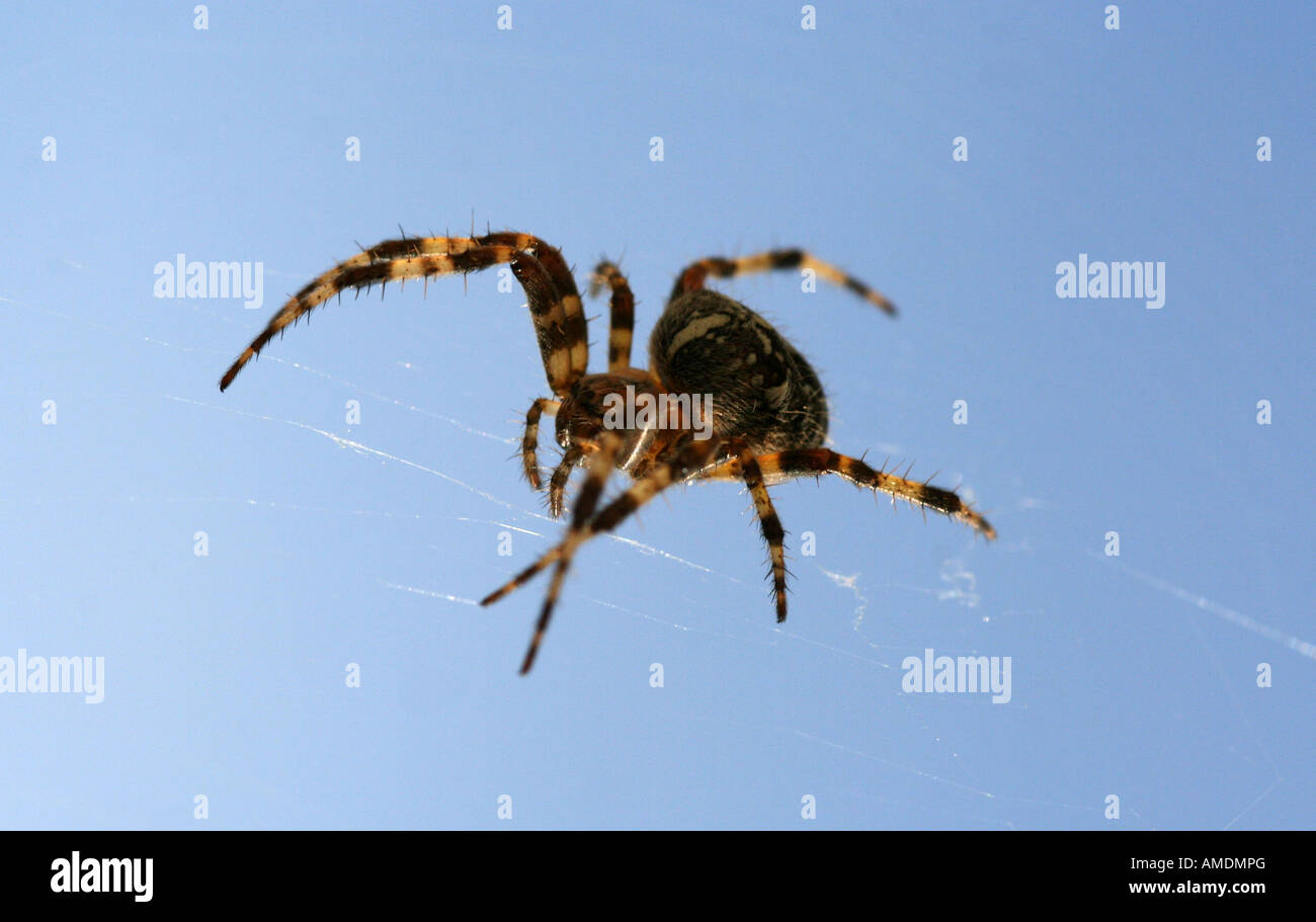 British Garden Spider Stock Photo - Alamy