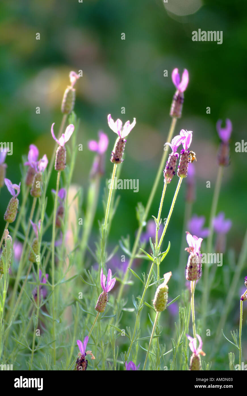 Lavándula spp hi-res stock photography and images - Alamy