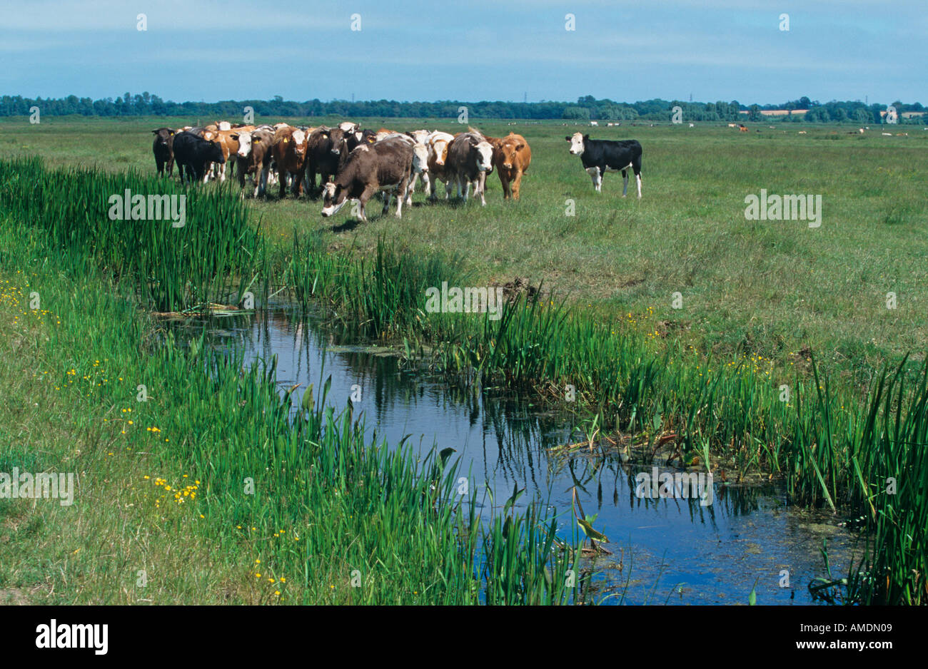 Beef Cattle on Suffolk Grazing Marshes Stock Photo - Alamy