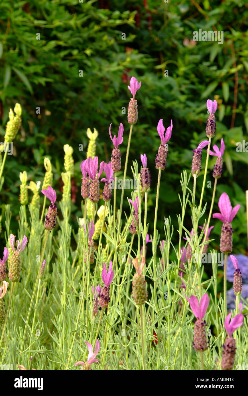 French purple Lavender Lavandula spp flowers Stock Photo - Alamy