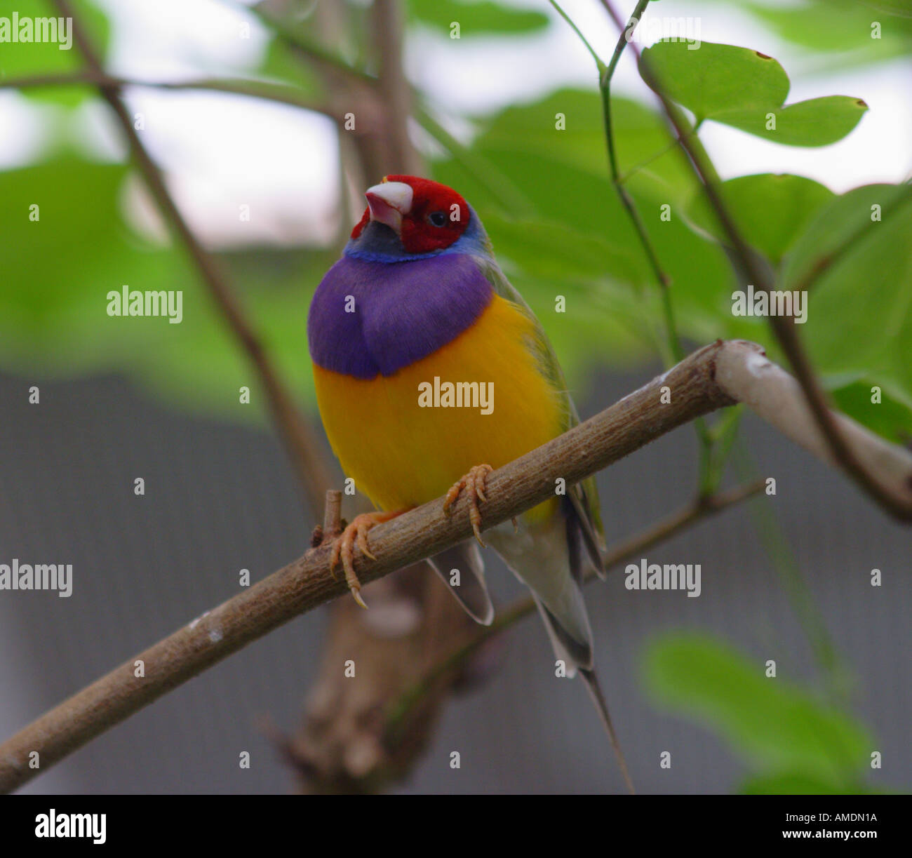Colourful small bird Stock Photo - Alamy