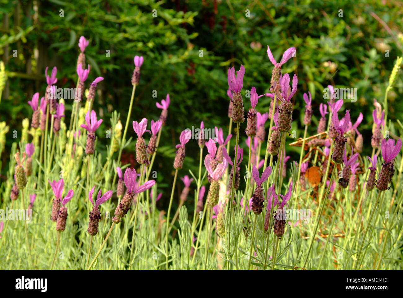 French purple Lavender Lavandula spp flowers Stock Photo - Alamy