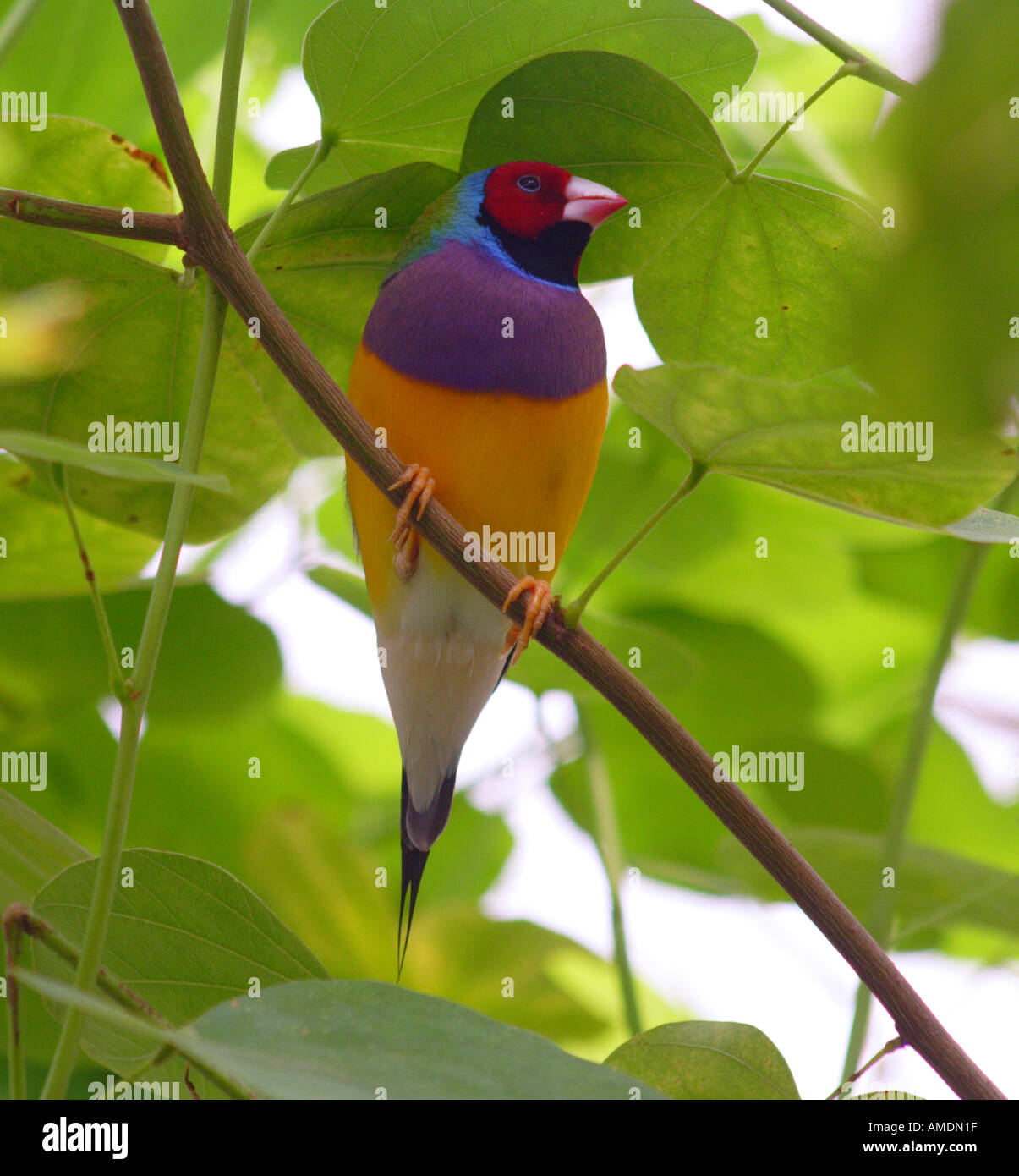 Colourful small bird Stock Photo - Alamy