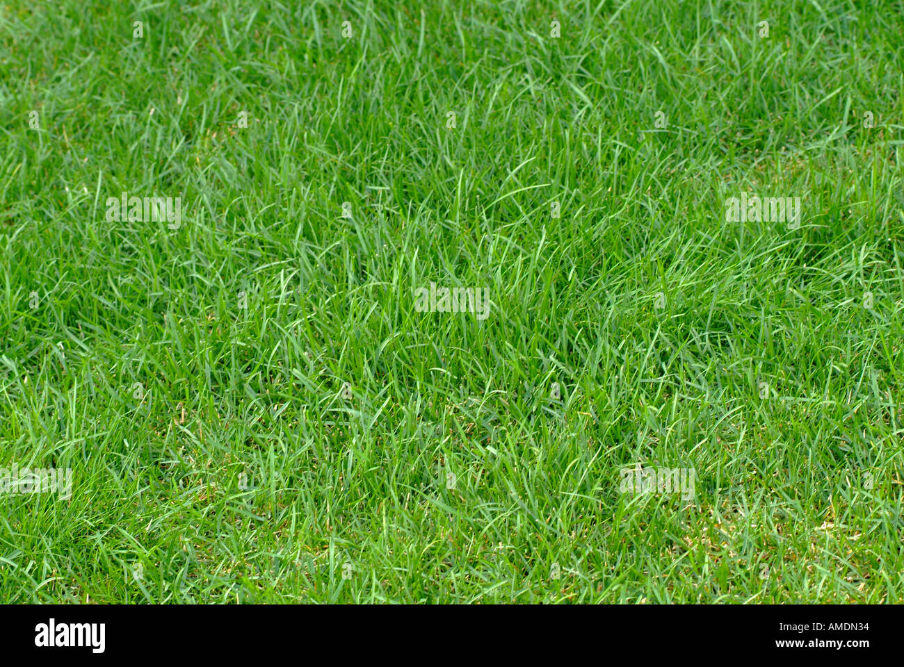 Fescue grass hi-res stock photography and images - Alamy