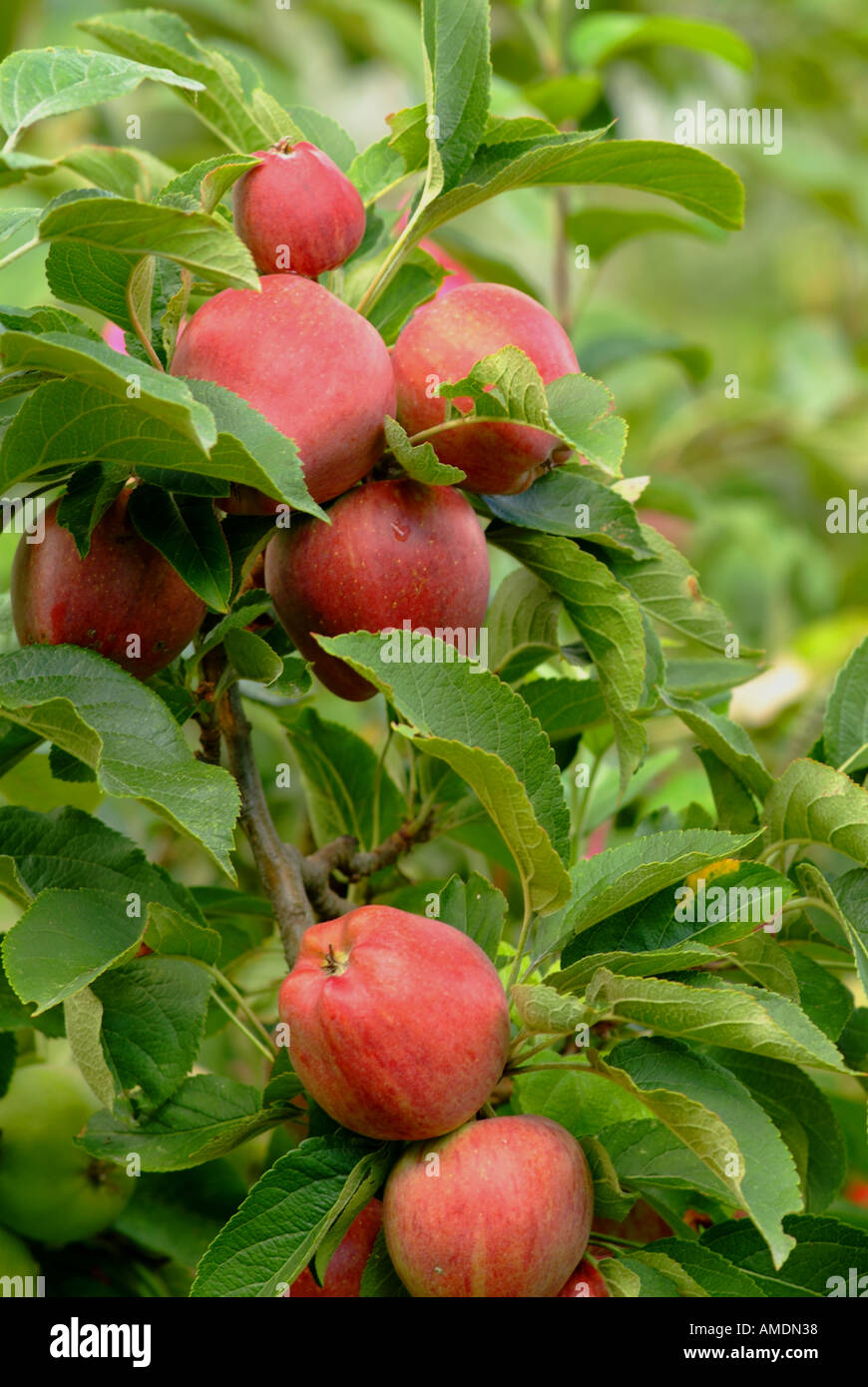 Red Delicious apples Malus spp on tree Stock Photo - Alamy