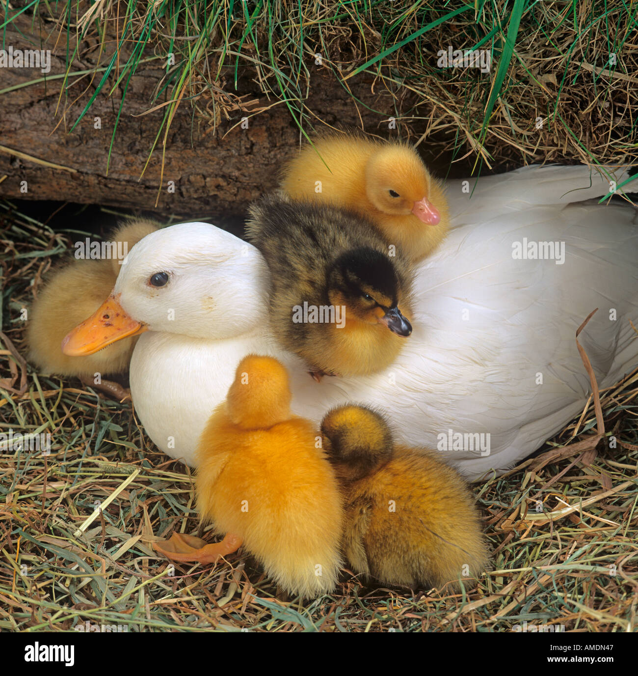 Farm Duck Ducklings Stock Photo - Alamy