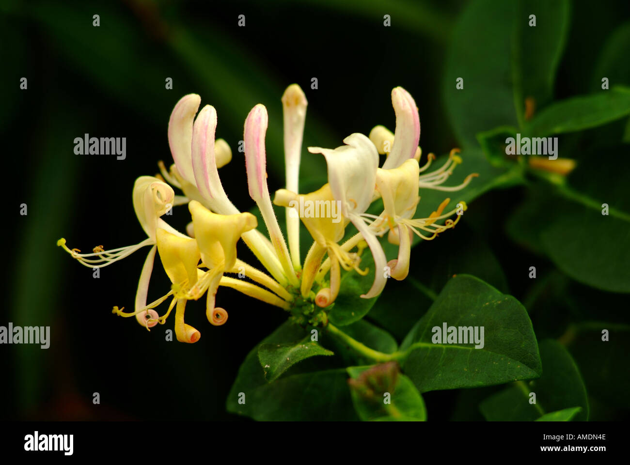 Lonicera spp hi-res stock photography and images - Alamy