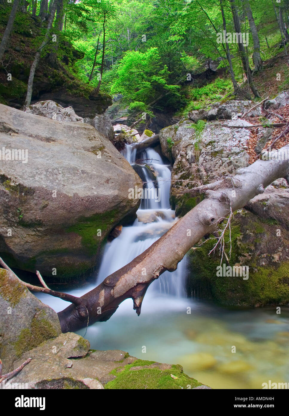 Brook in the forest Stock Photo - Alamy
