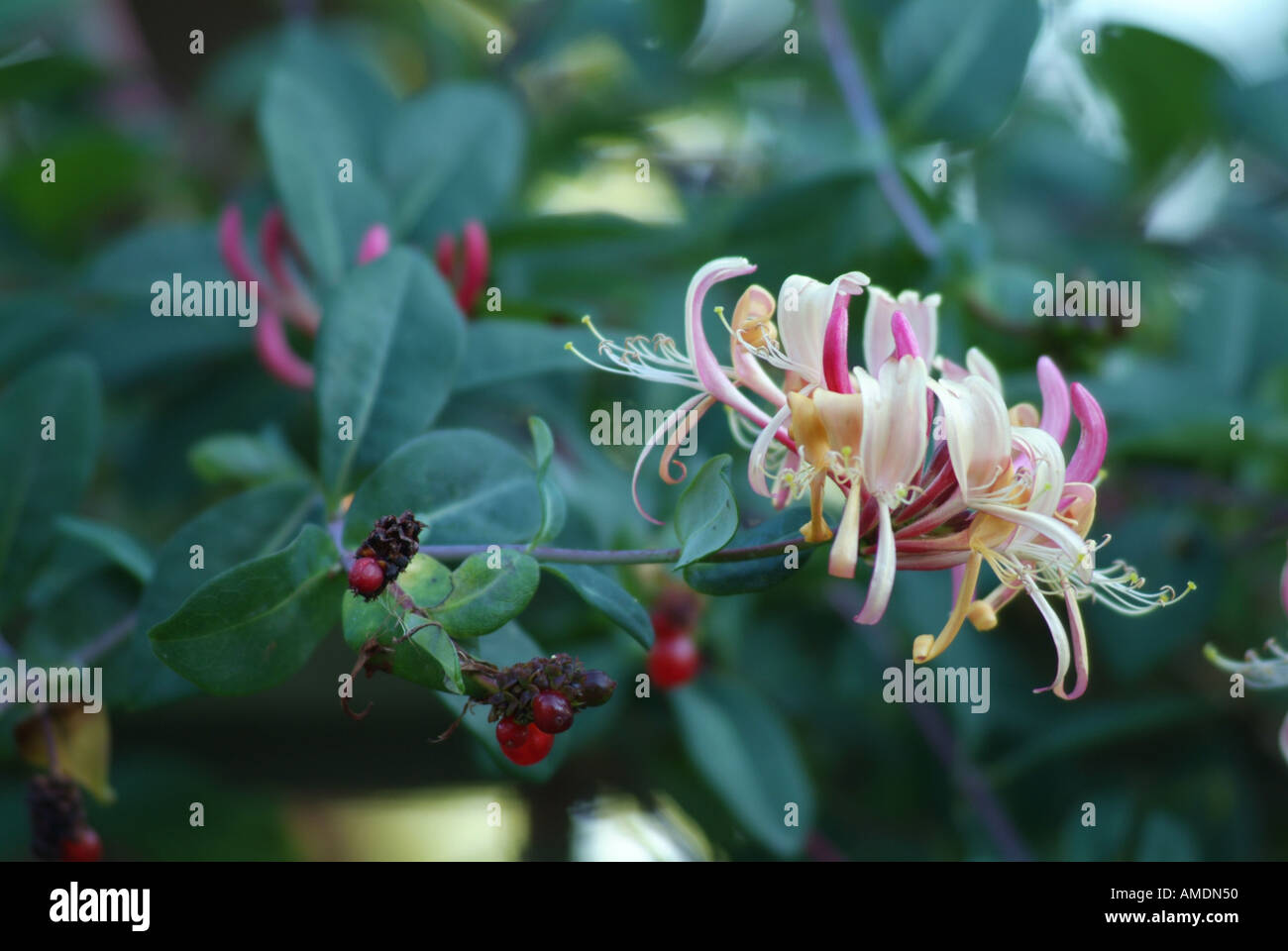 Honeysuckle flowers Lonicera spp and berries Stock Photo - Alamy