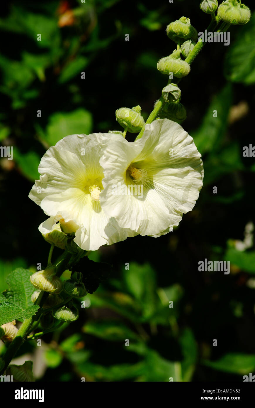 Hollyhock flowers hi-res stock photography and images - Alamy
