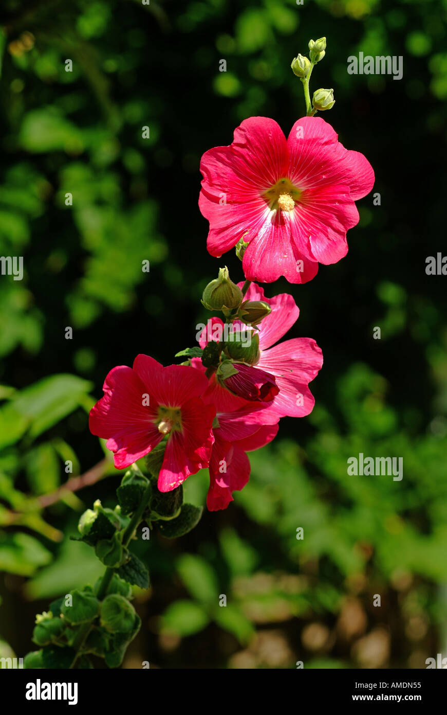 Hollyhock flowers hi-res stock photography and images - Alamy