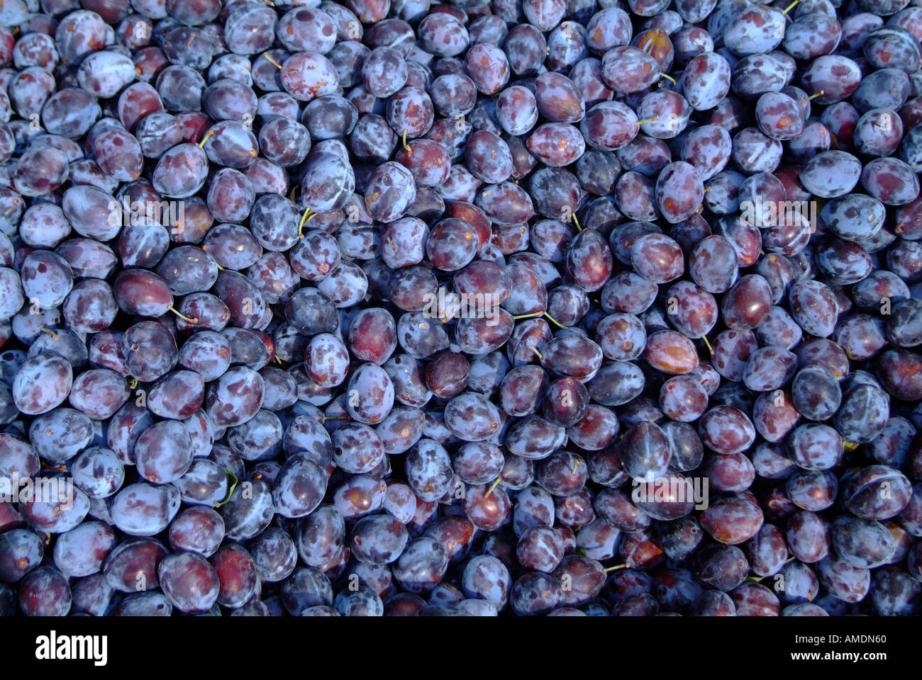 Plums Prunus spp Stock Photo - Alamy
