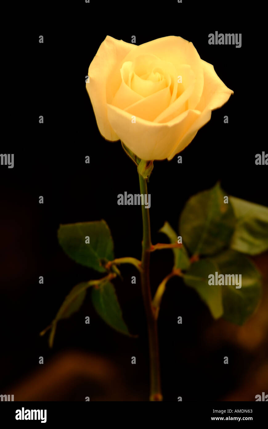 Single white Rose Stock Photo - Alamy