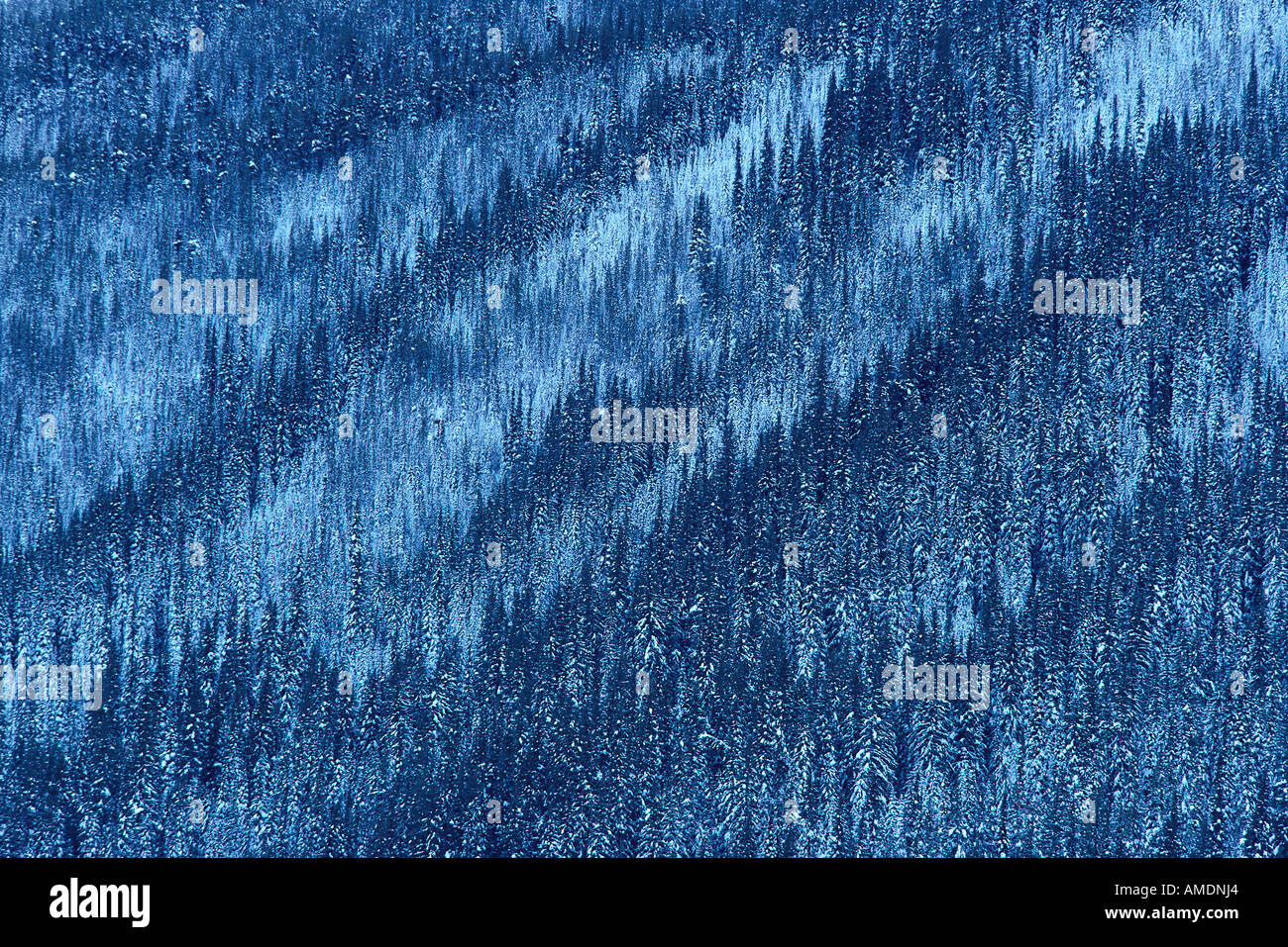 Trees Jasper National Park Alberta, Canada Stock Photo - Alamy