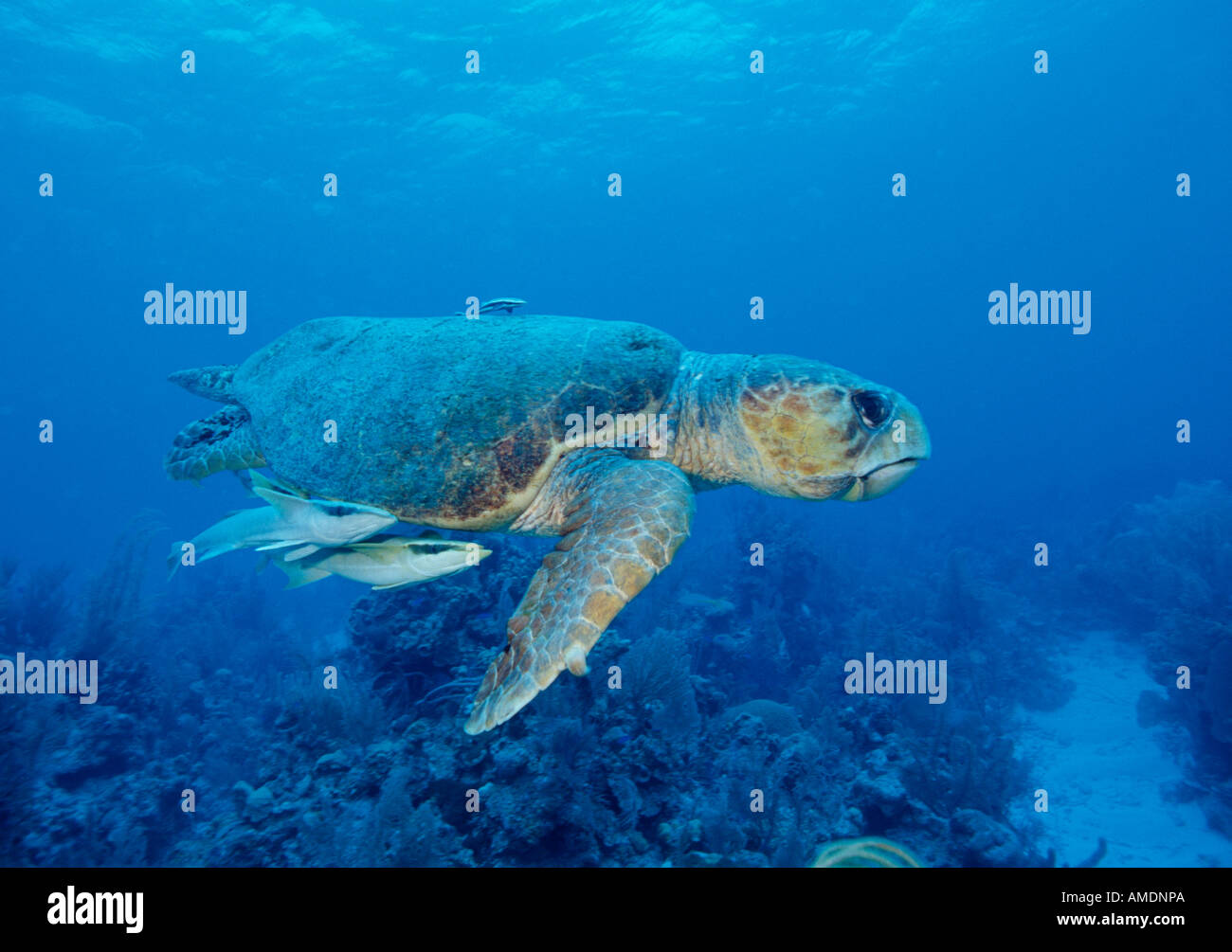 Underwater underwater underwater underwater underwater hi-res stock ...