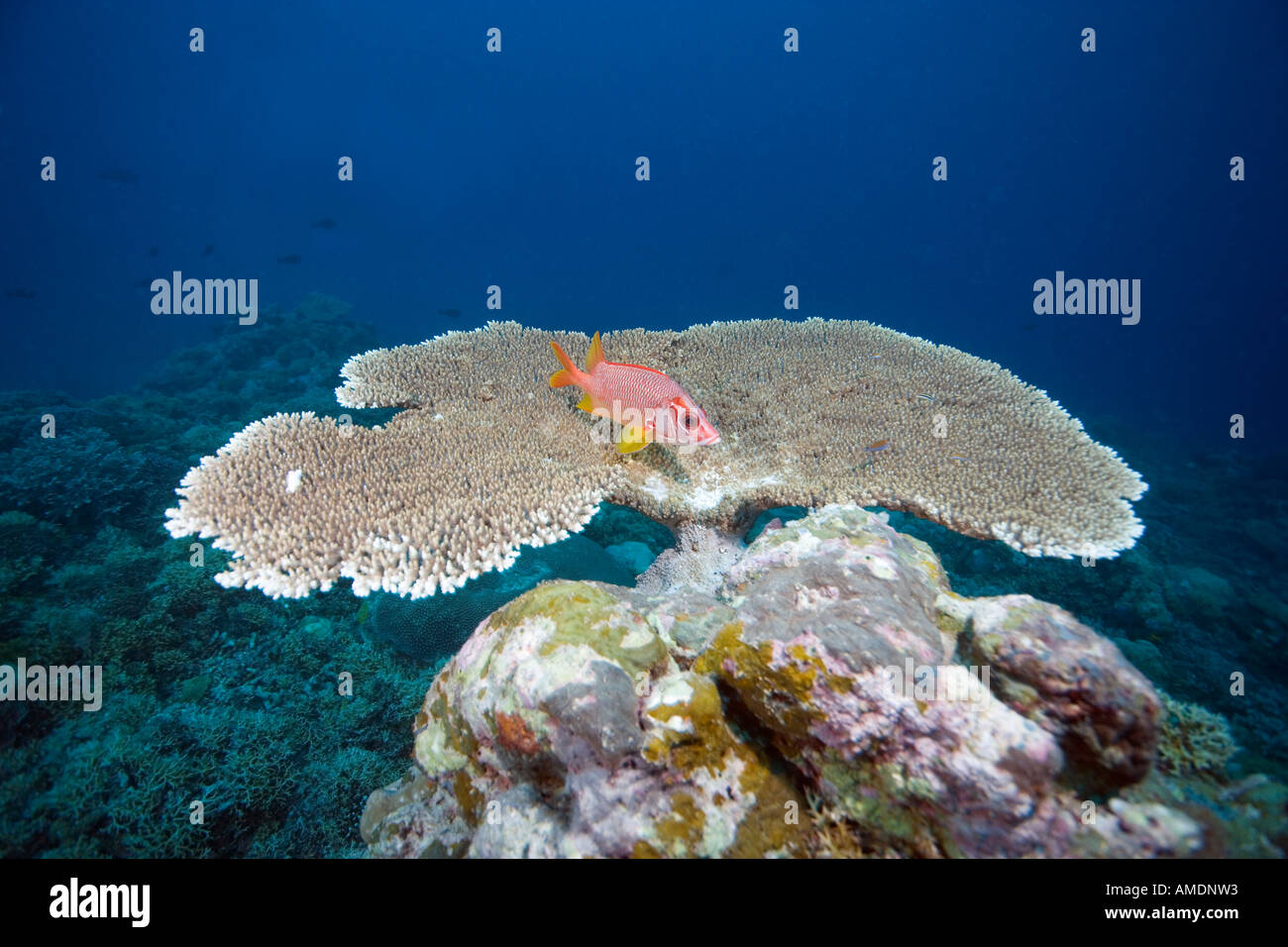 Underwater in German Channel Palau Republic of Palau Stock Photo - Alamy