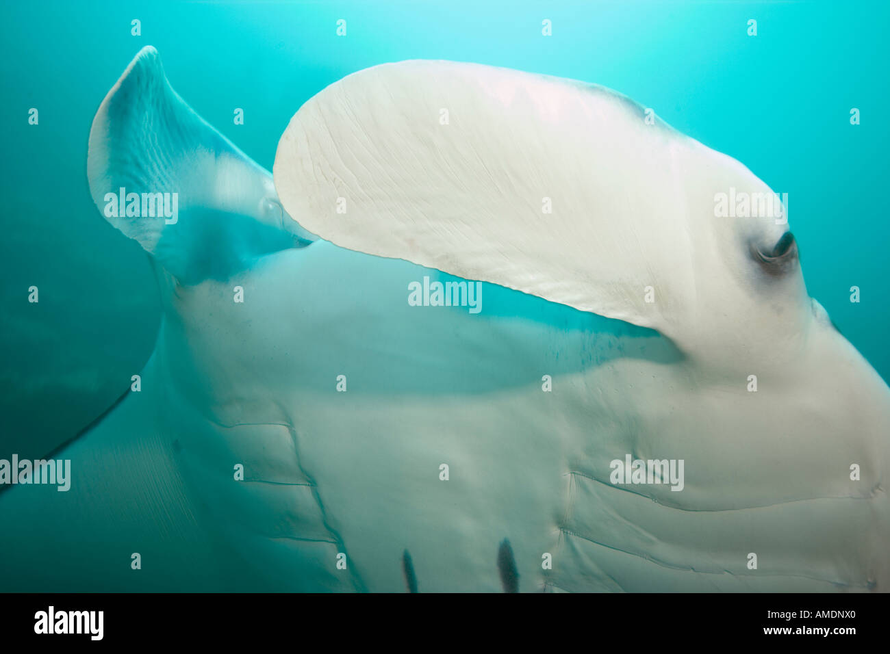 Manta ray in smoky green water of Miil Channel outgoing tide Yap ...