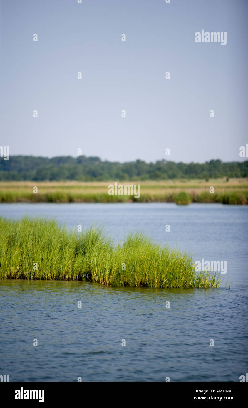 Wetland marsh near Lynnhaven Inlet Virginia Beach VA Virginia Stock ...