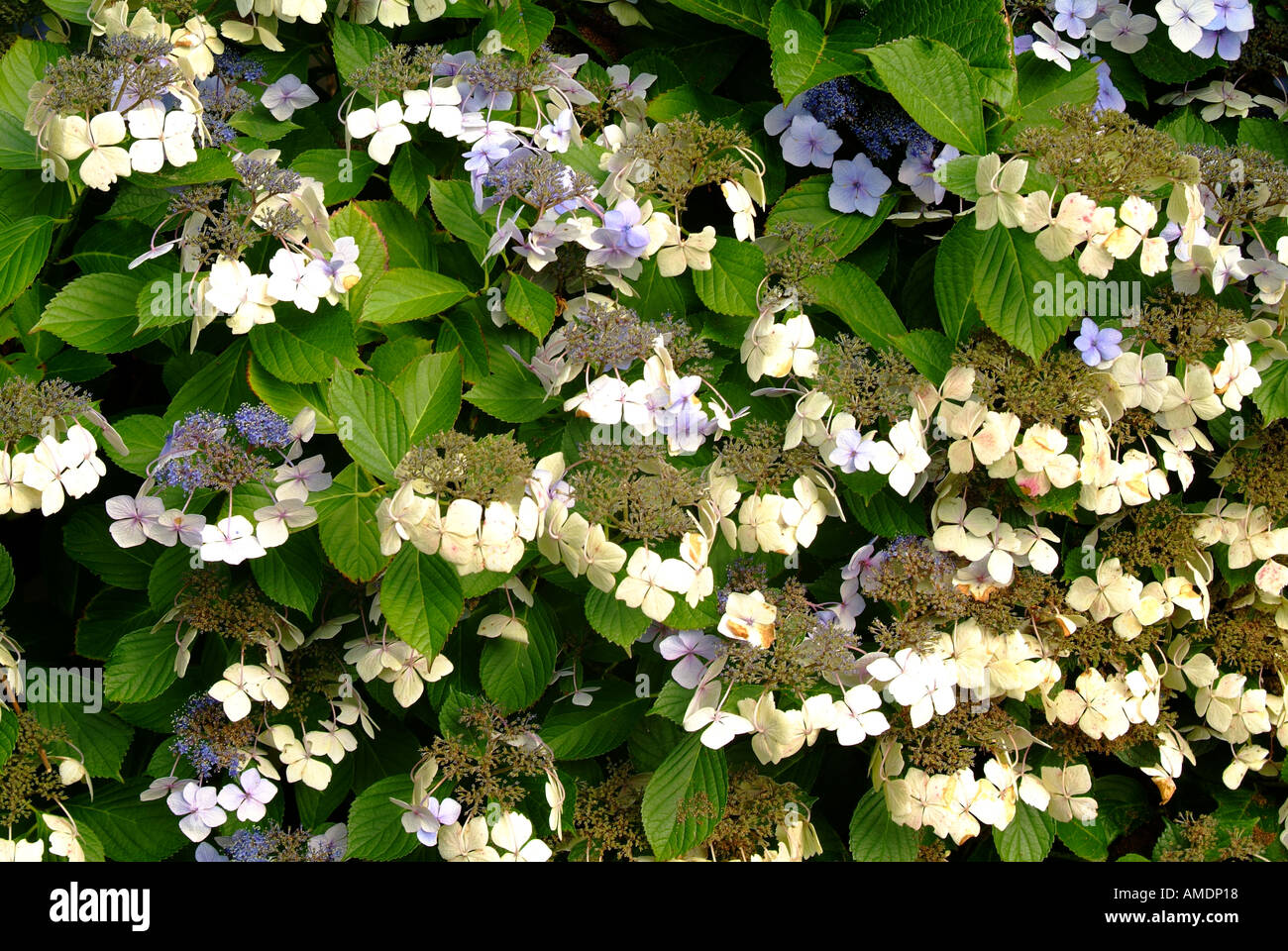 Lace cape Hydrangea Hydrangea paniculata in flower Stock Photo - Alamy