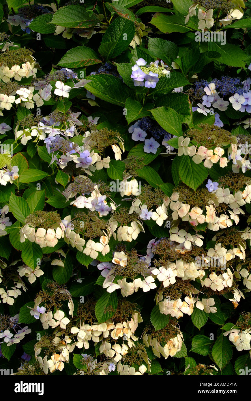 Lace cape Hydrangea Hydrangea paniculata in flower Stock Photo - Alamy