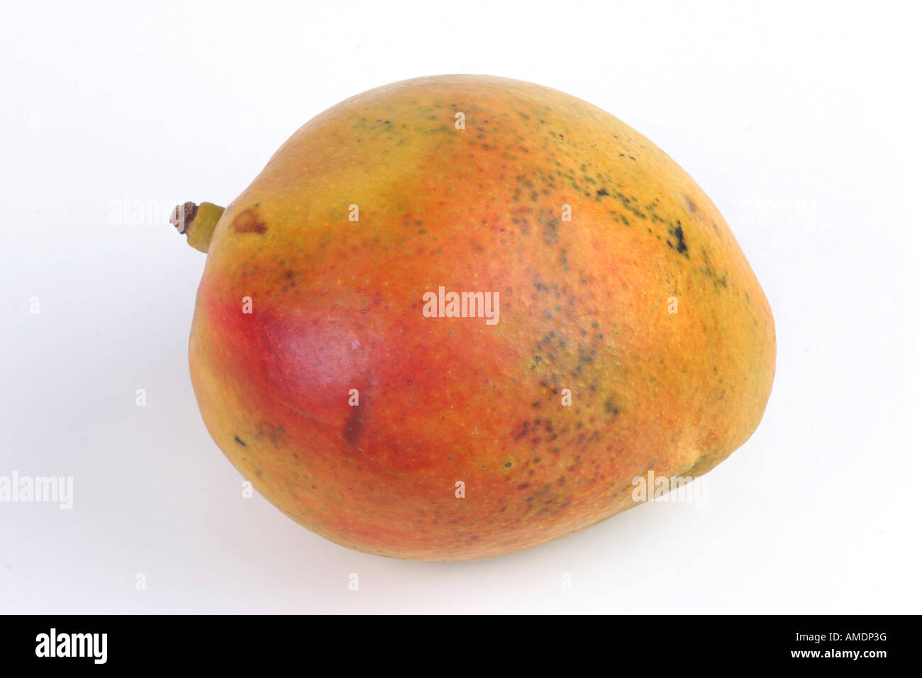 mango Mangifera indica distribution eastern India Stock Photo - Alamy
