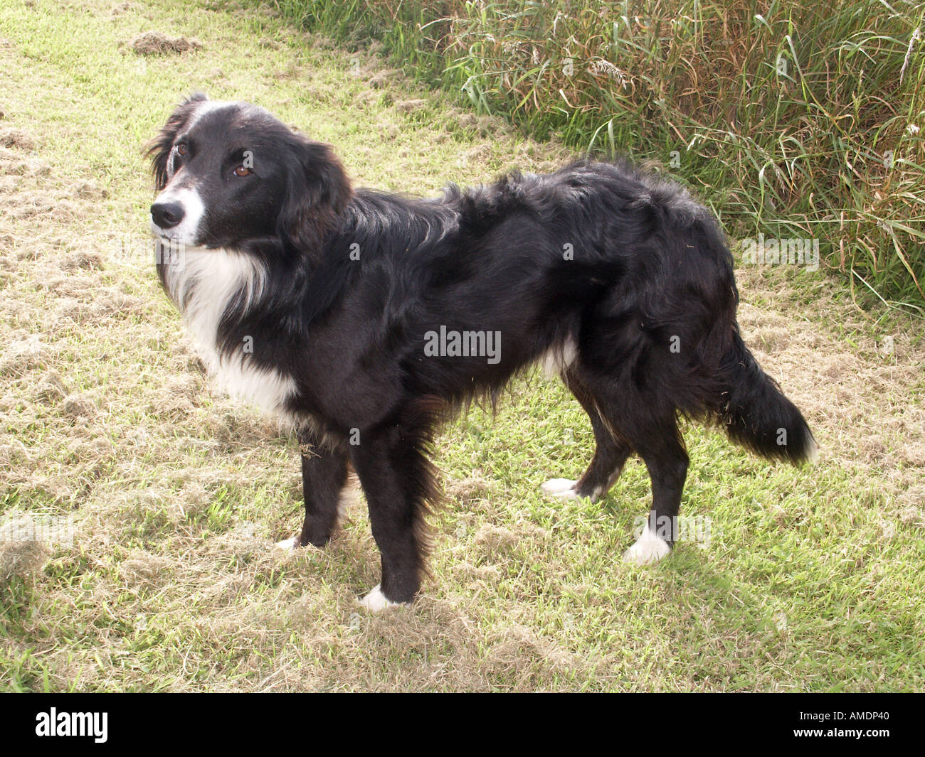 Attentive Border Collie working sheepdog Glamorgan South Wales UK Stock ...
