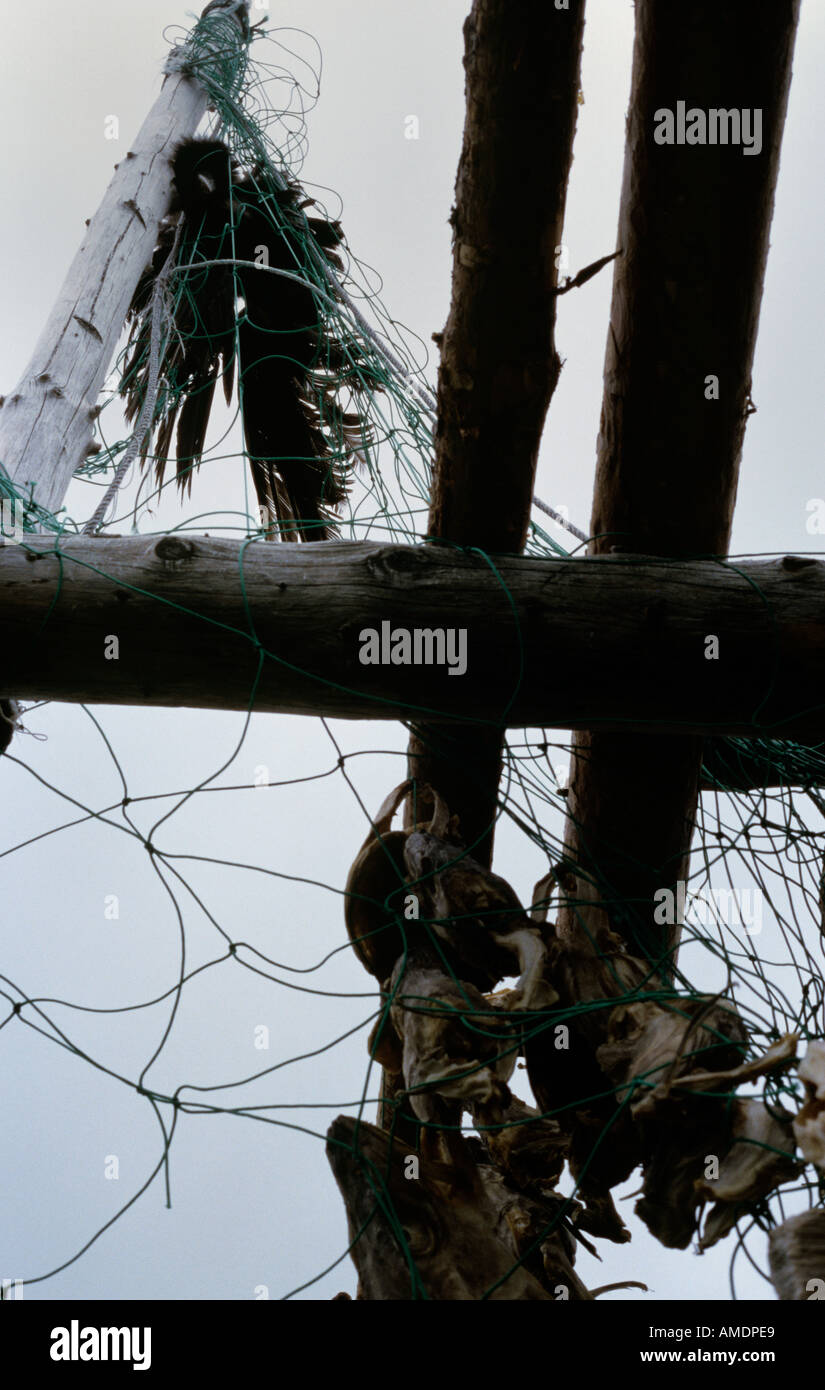 Raven Stuck In A Fishing Net Iceland Stock Photo - Alamy