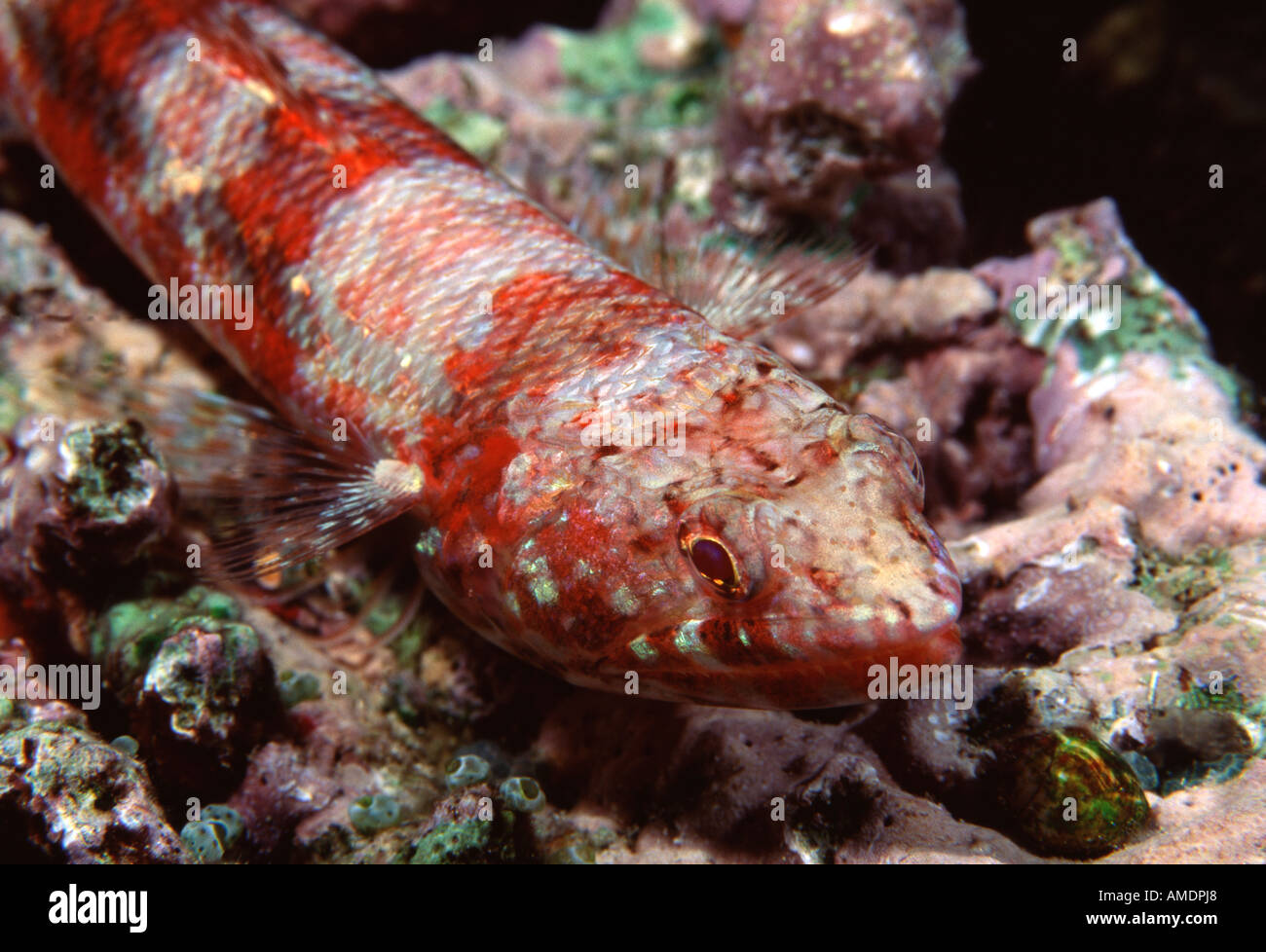 Fiji Somosomo Strait The Ledge divesite 40fsw Red Lizardfish underwater ...