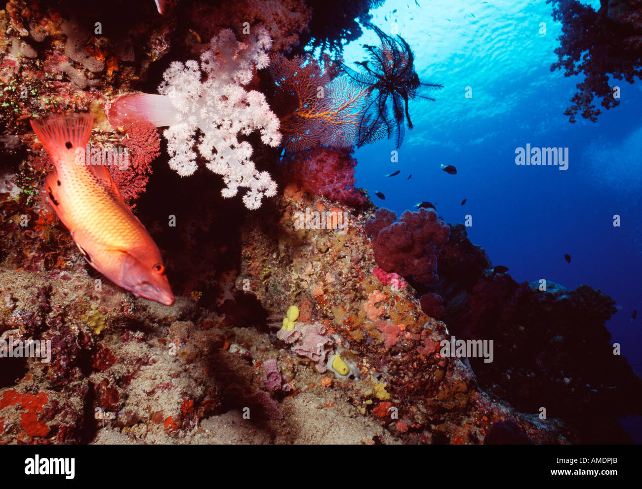 Taveuni hi-res stock photography and images - Alamy