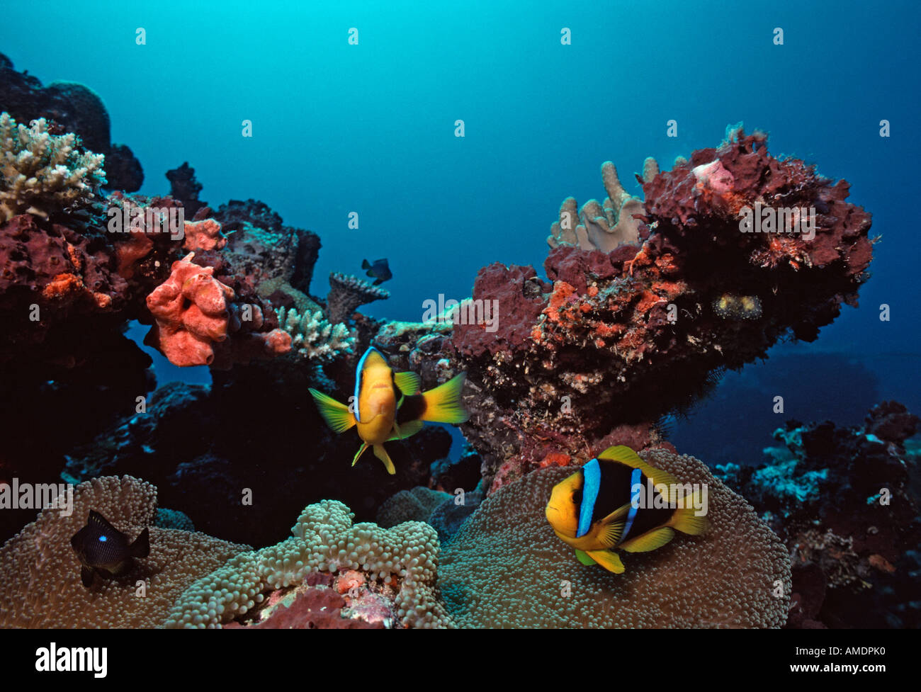 Fiji Matagi Cove underwater pair of orange fin anemonefish with mertens ...