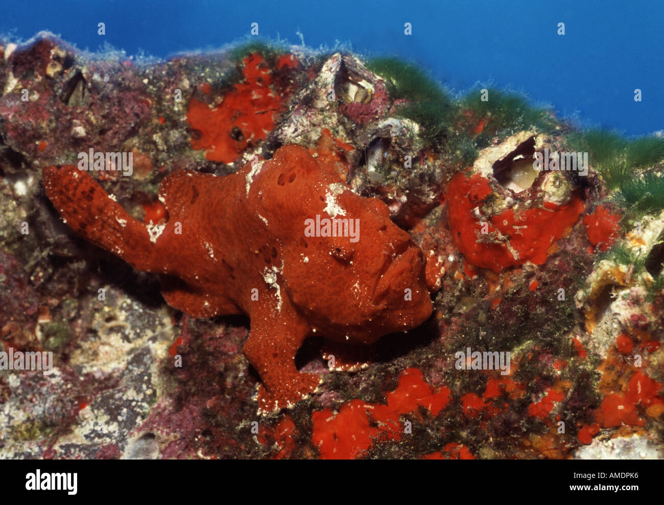 Costa Rica Cocos Island Ulloa Rock Red Frogfish at 50ft underwater ...