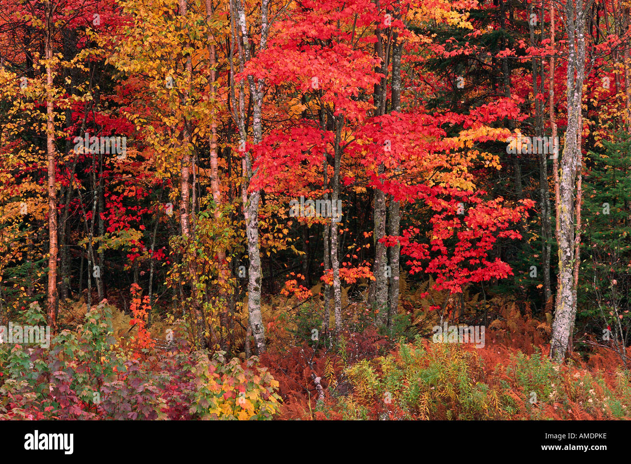 Quispamsis hi-res stock photography and images - Alamy