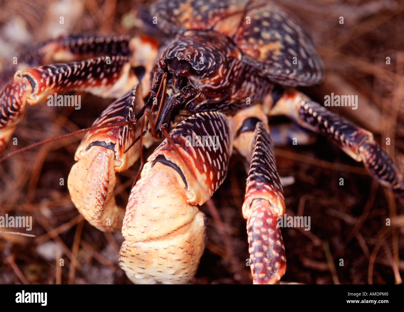 Coconut crab hi-res stock photography and images - Alamy