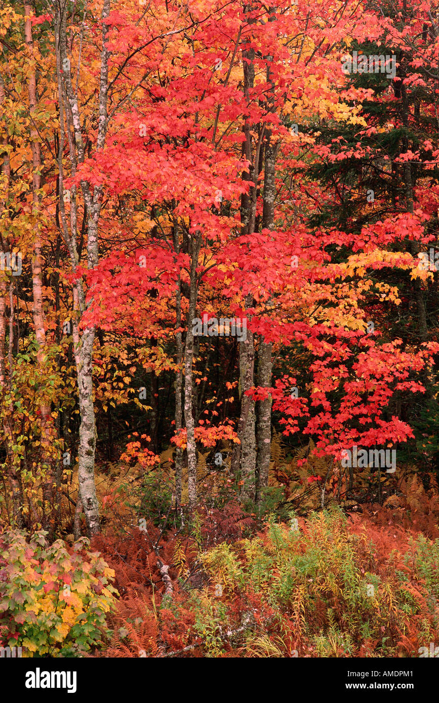 Fall colors in new brunswick hi-res stock photography and images - Alamy